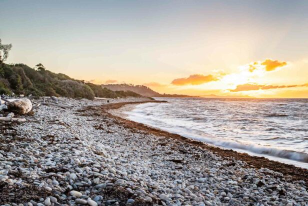 Where to see Penguins in Tasmania for 2026